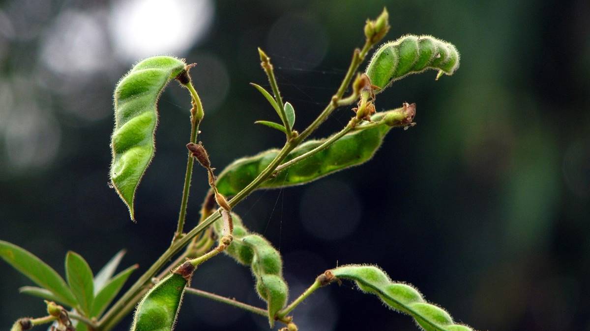Curso de Cultivo de Guandul en Infotep 2025