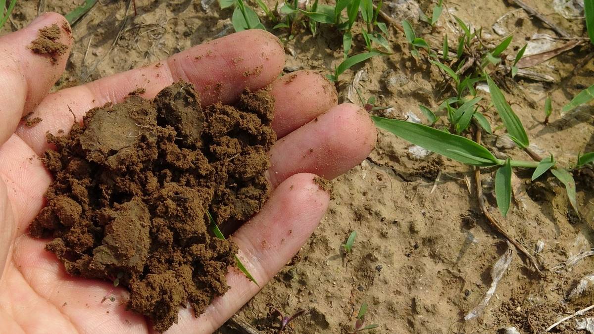 Curso de Producción de abonos y bioles orgánicos en Infotep 2025