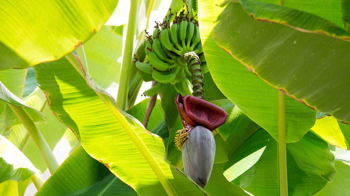 Curso de Productor de Musáceas en Infotep: Cultiva Plátano, Guineo y ...